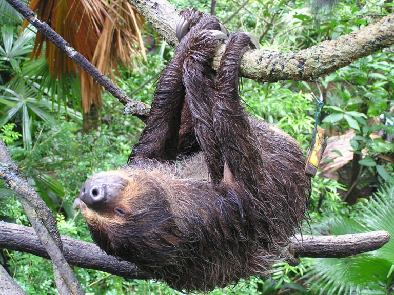 Sloths may be slow but their body size evolved really fast - Sciworthy