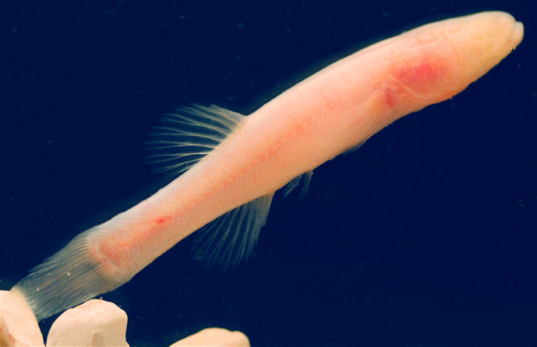 Blind species of cavefish discovered in southern Indiana has an anus ...