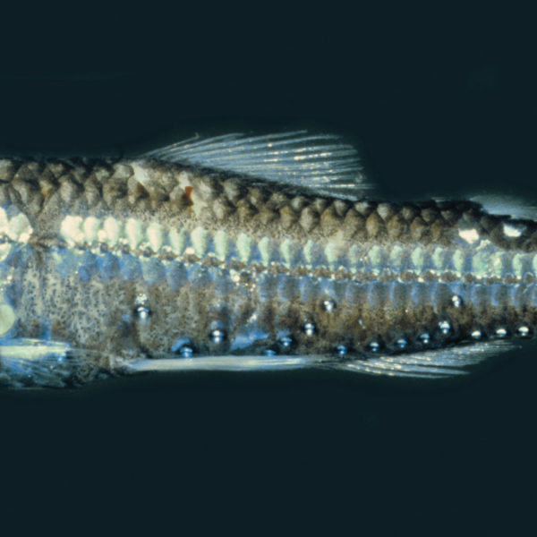 mesopelagic fish – Sciworthy