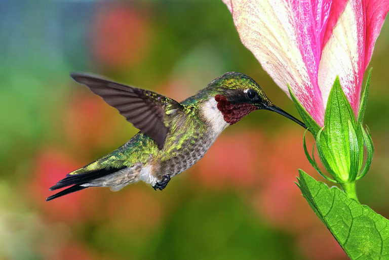 Colonization of new land drives the evolution of new hummingbird ...