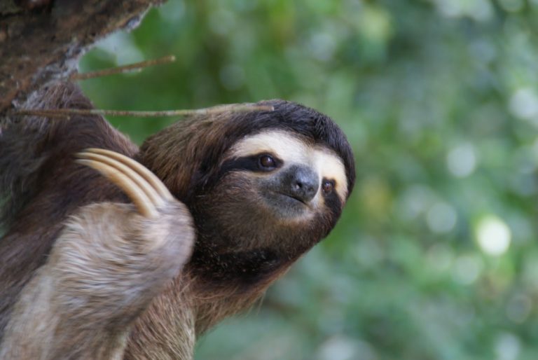Sloths may be slow but their body size evolved really fast - Sciworthy