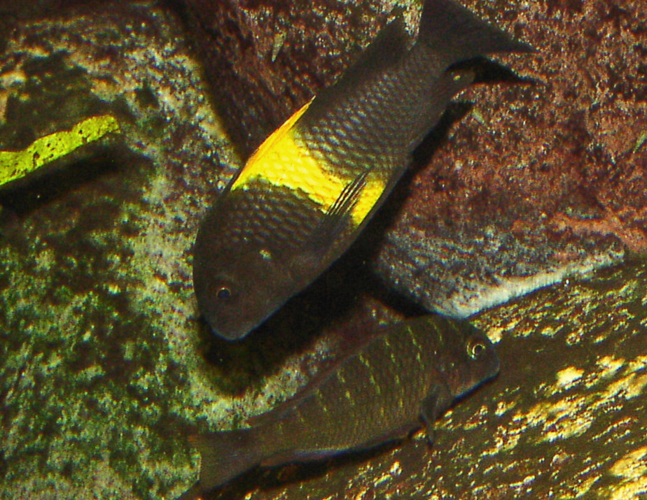 Cichlids Species