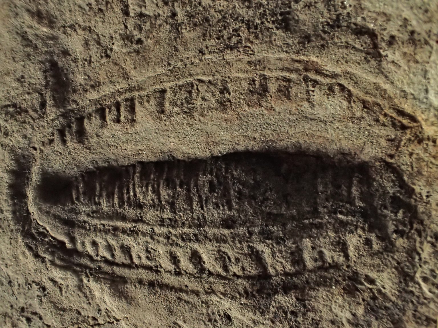 This fossil is the last common ancestor of worms – Sciworthy