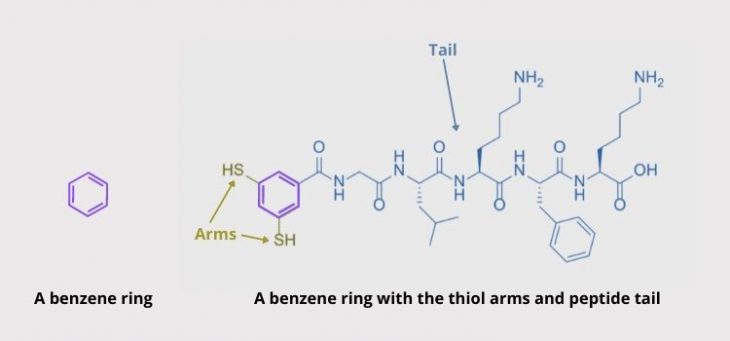 For the first time, large self-replicating molecules win evolution ...