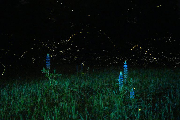 Searching for the first light of fireflies – Sciworthy