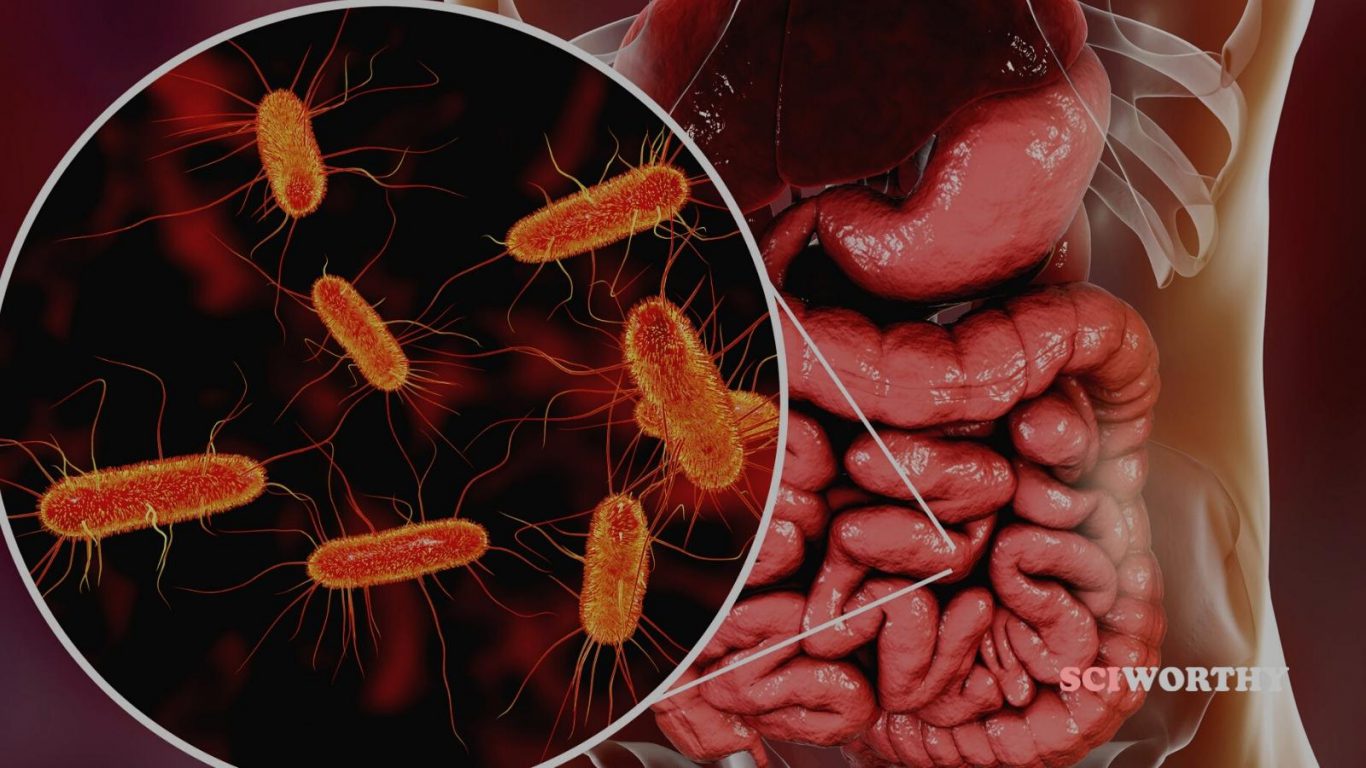 New lab technique improves how we study the microbiome – Sciworthy