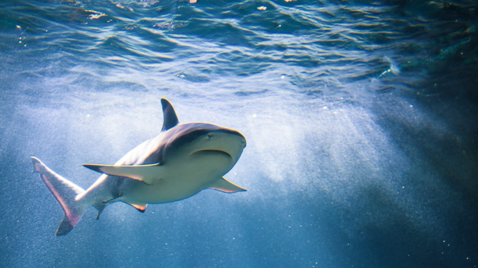 Shark antibodies used in new antiviral therapies – Sciworthy