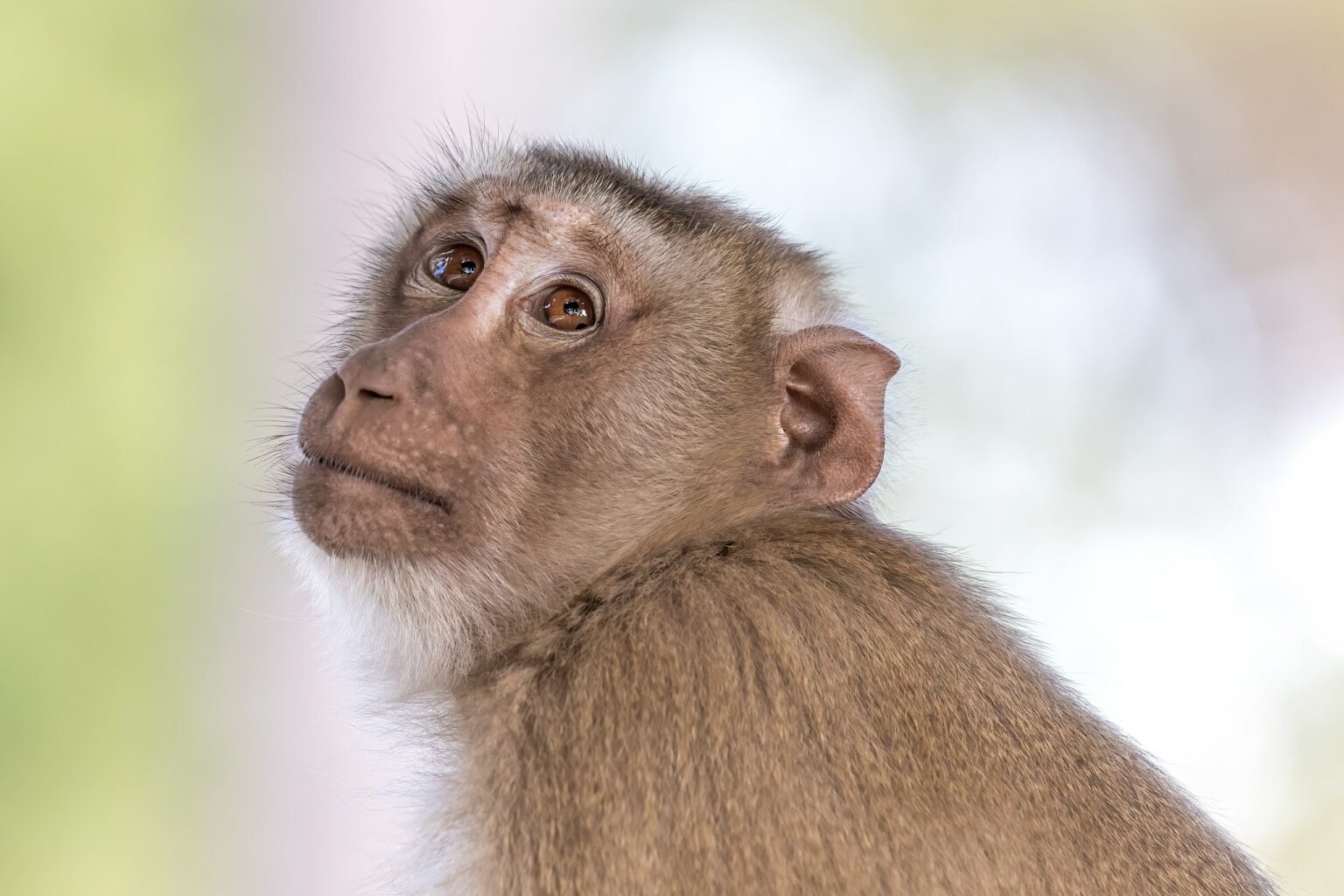 Researchers created hybrid monkeys from stem cells – Sciworthy