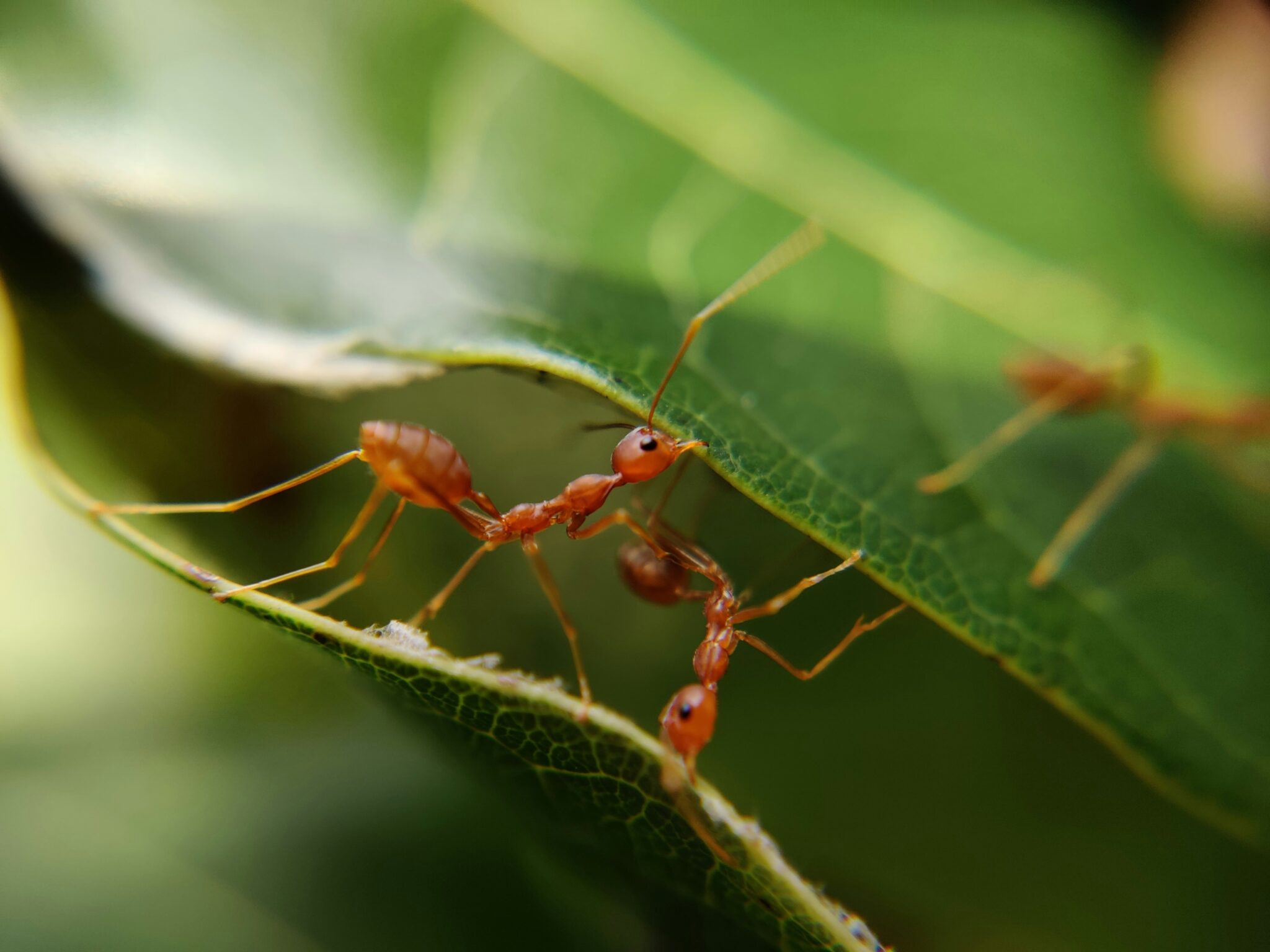 This ant queen gives birth to a different species – Sciworthy