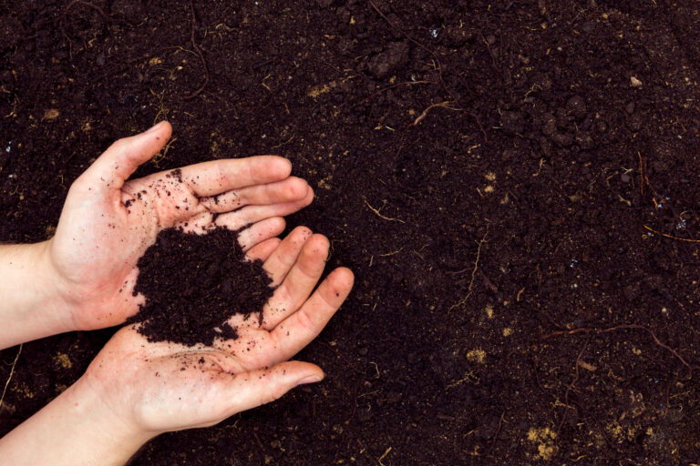 Hidden bacteria dominate Earth’s deep soils – Sciworthy