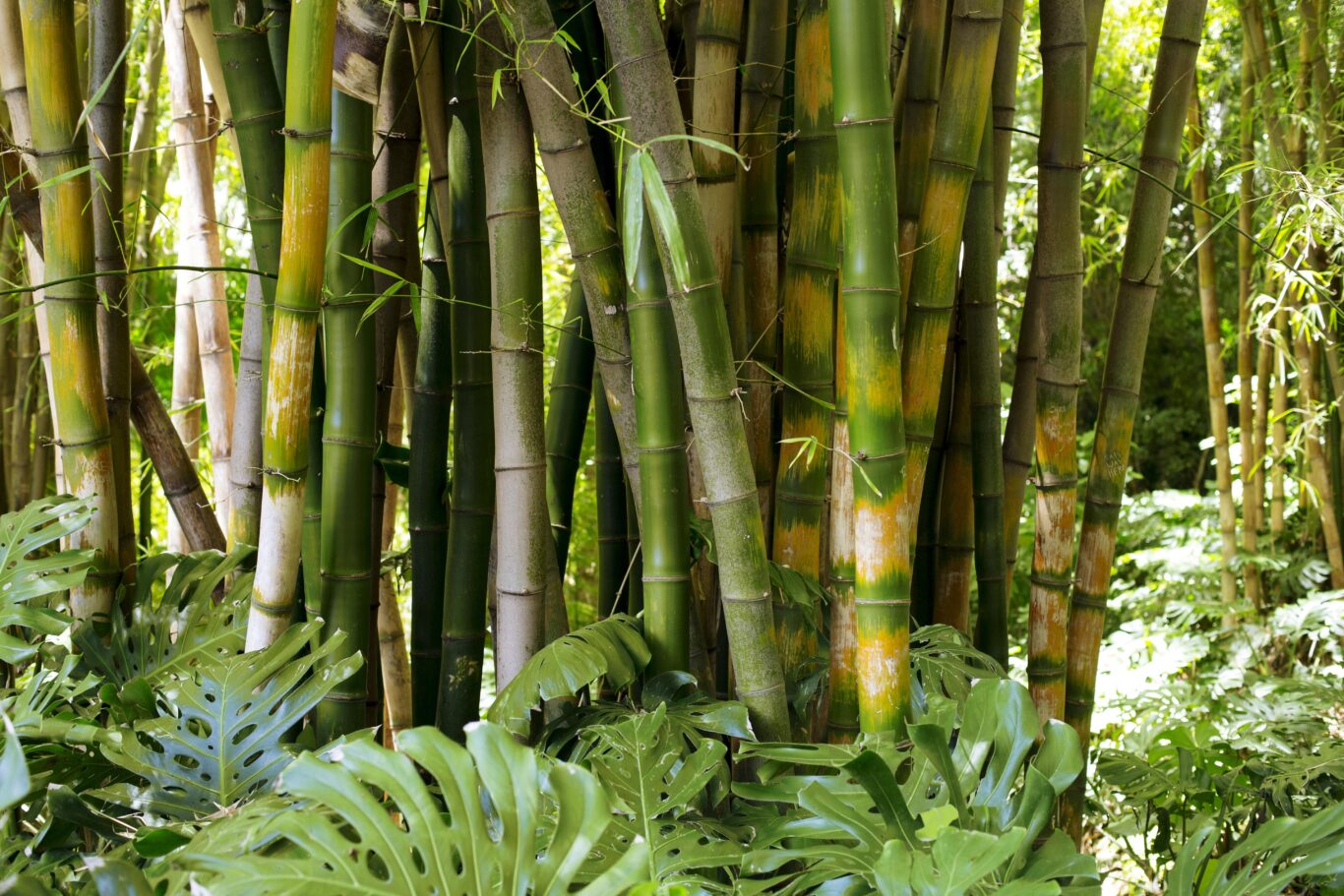 Unzipping bamboo to make better plastics – Sciworthy